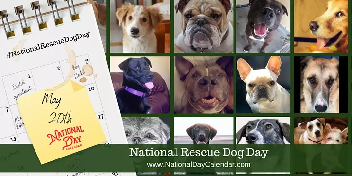 National Rescue Dog Day