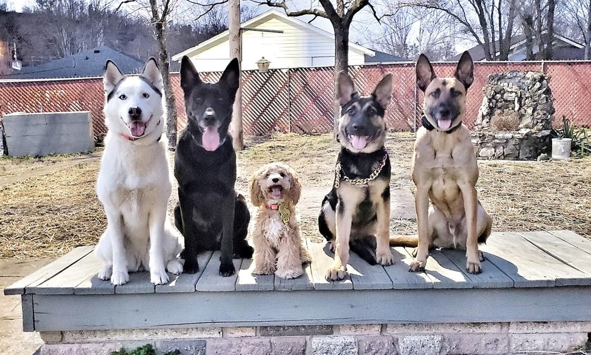 Maryville woman trains dogs