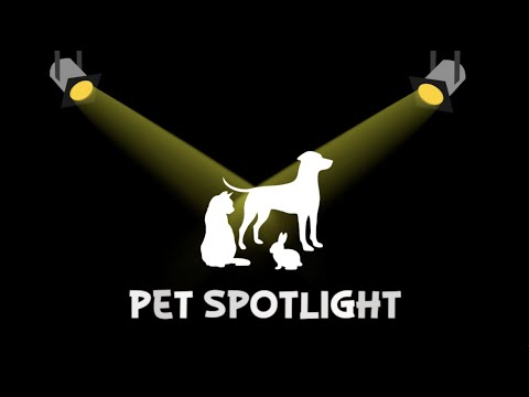 Pet Spotlight