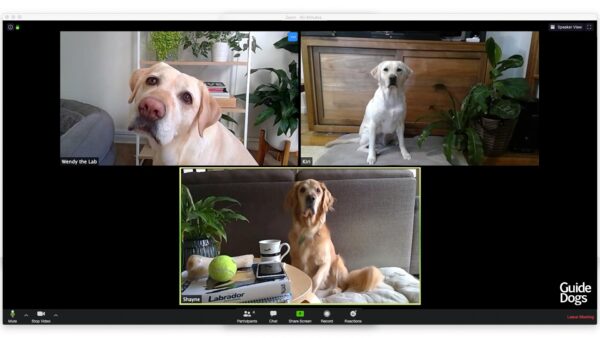 Adorable Guide Dogs Host Zoom Call
