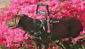 Paws Giving Independence - Official ADA Service Dog Registry Site