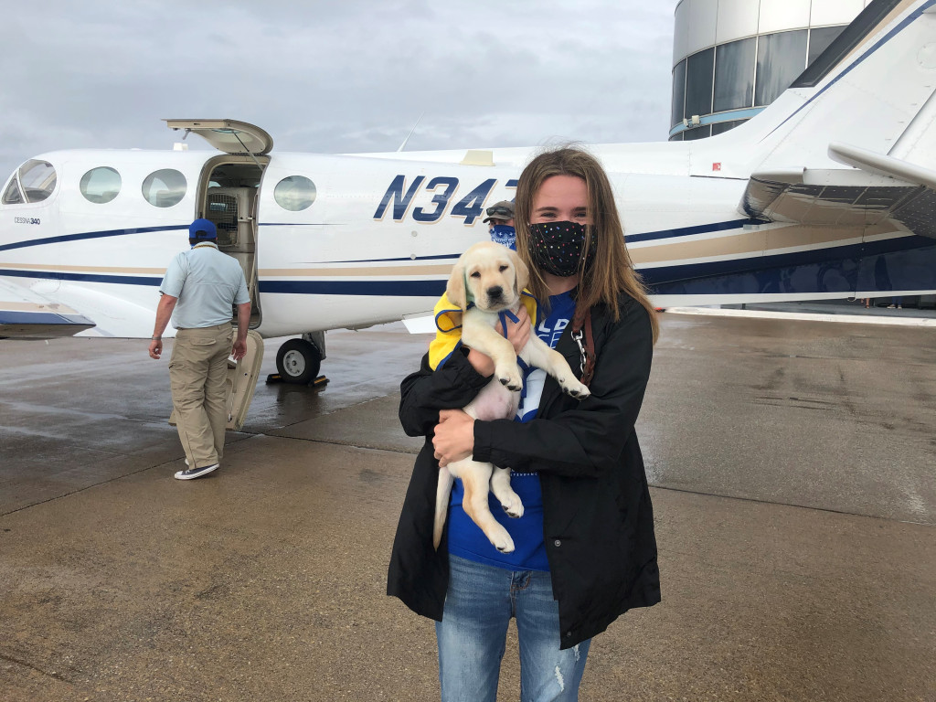 Service Dog Puppies