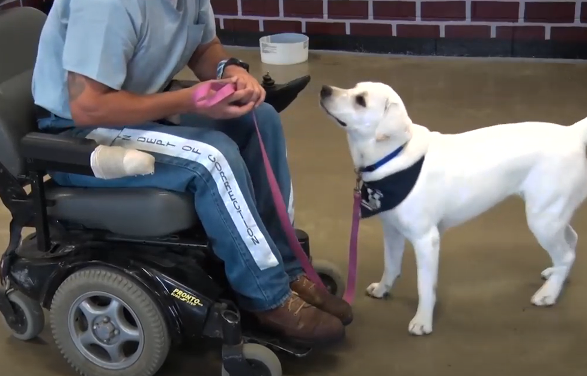 Training Service Dogs