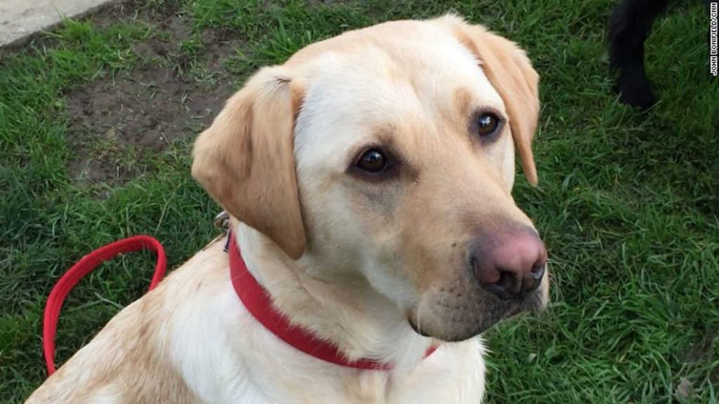 Training Guide Dogs