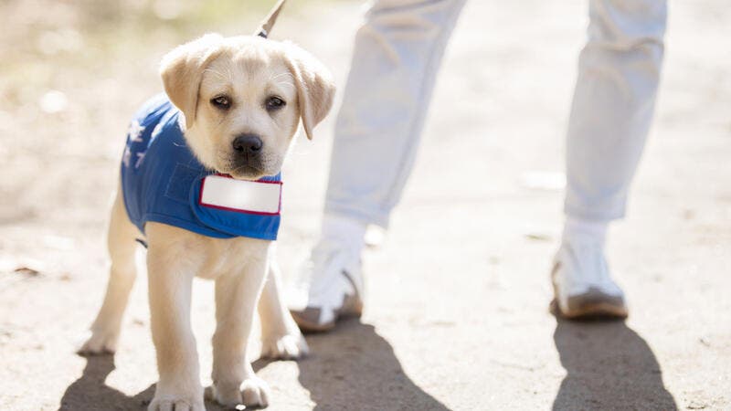 Training Guide Dogs