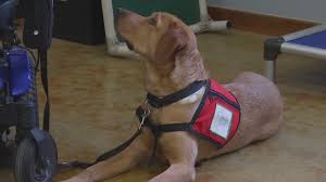 Marine And His New Dog - Official ADA Service Dog Registry Site