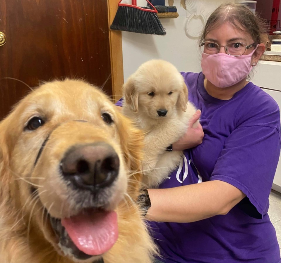 New Service Dogs