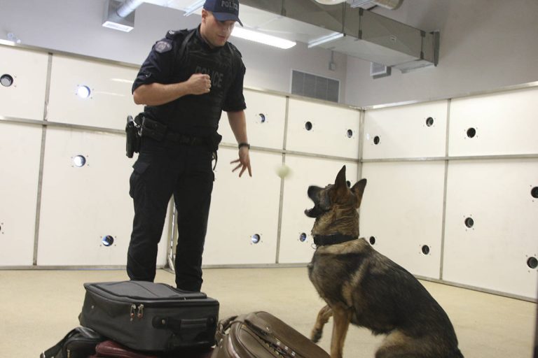 RCMP Police Dog