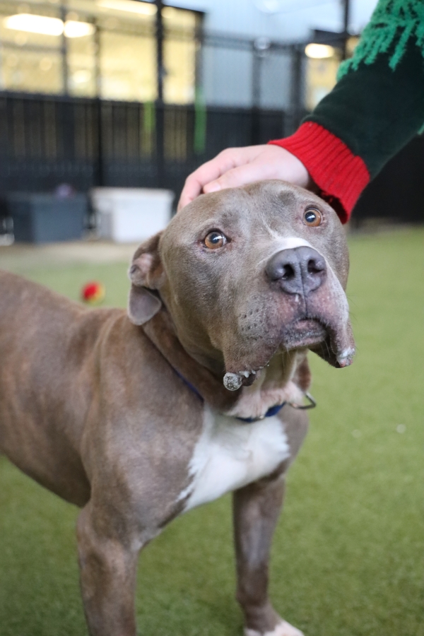 Congressional bill would end public housing ban on specific dog breeds ...