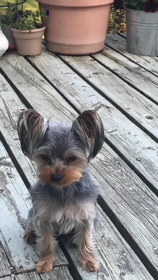 Most adorable dog - Official ADA Service Dog Registry Site