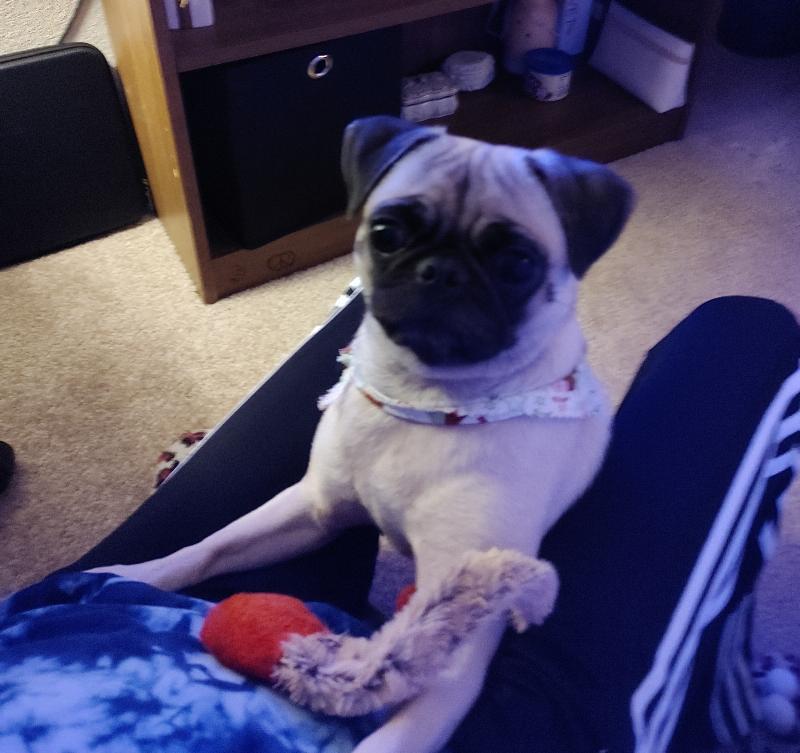 Real ID/State Identification Card | Official ADA Service Dog Registry Site