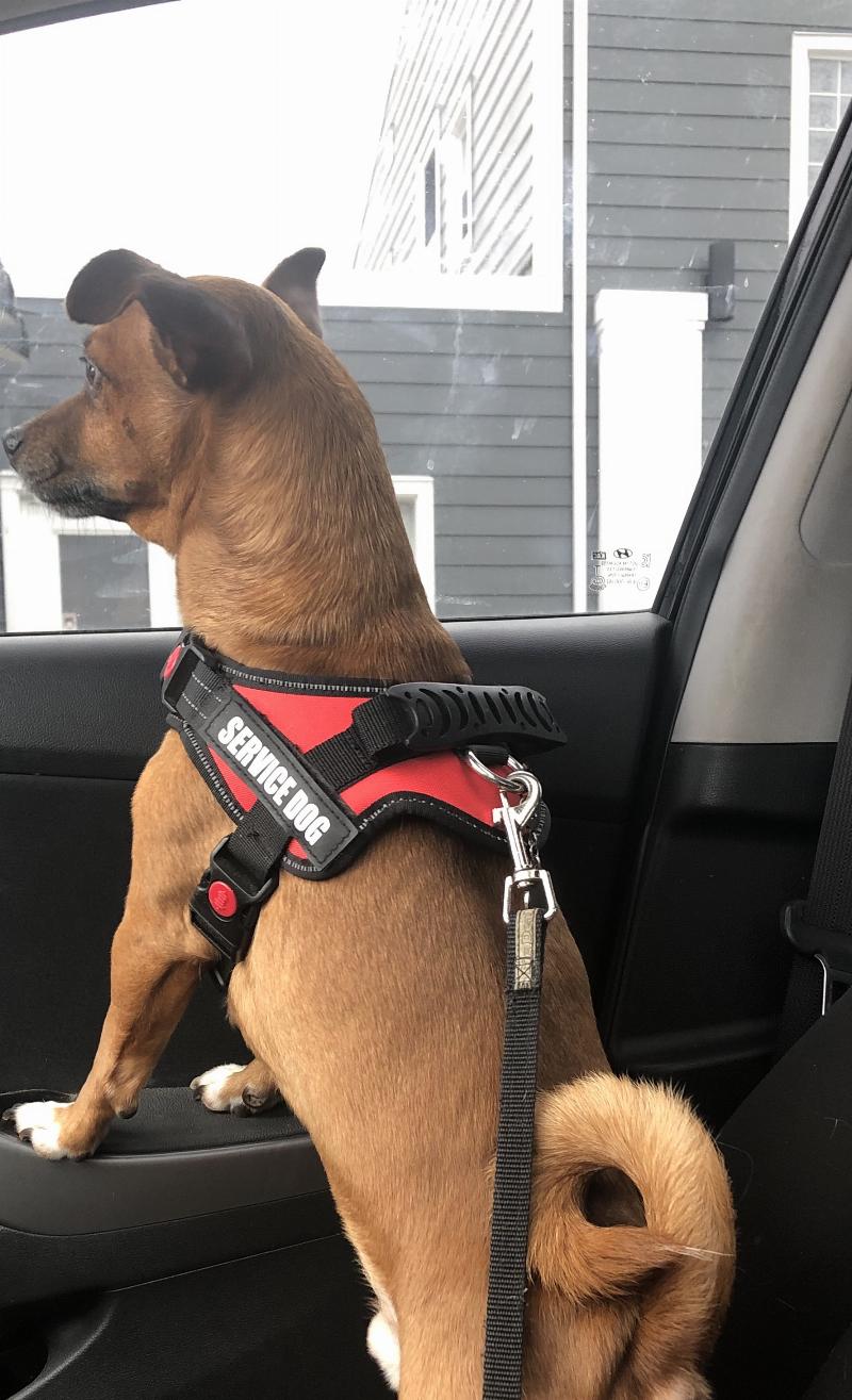Day out with Ricky | Official ADA Service Dog Registry Site