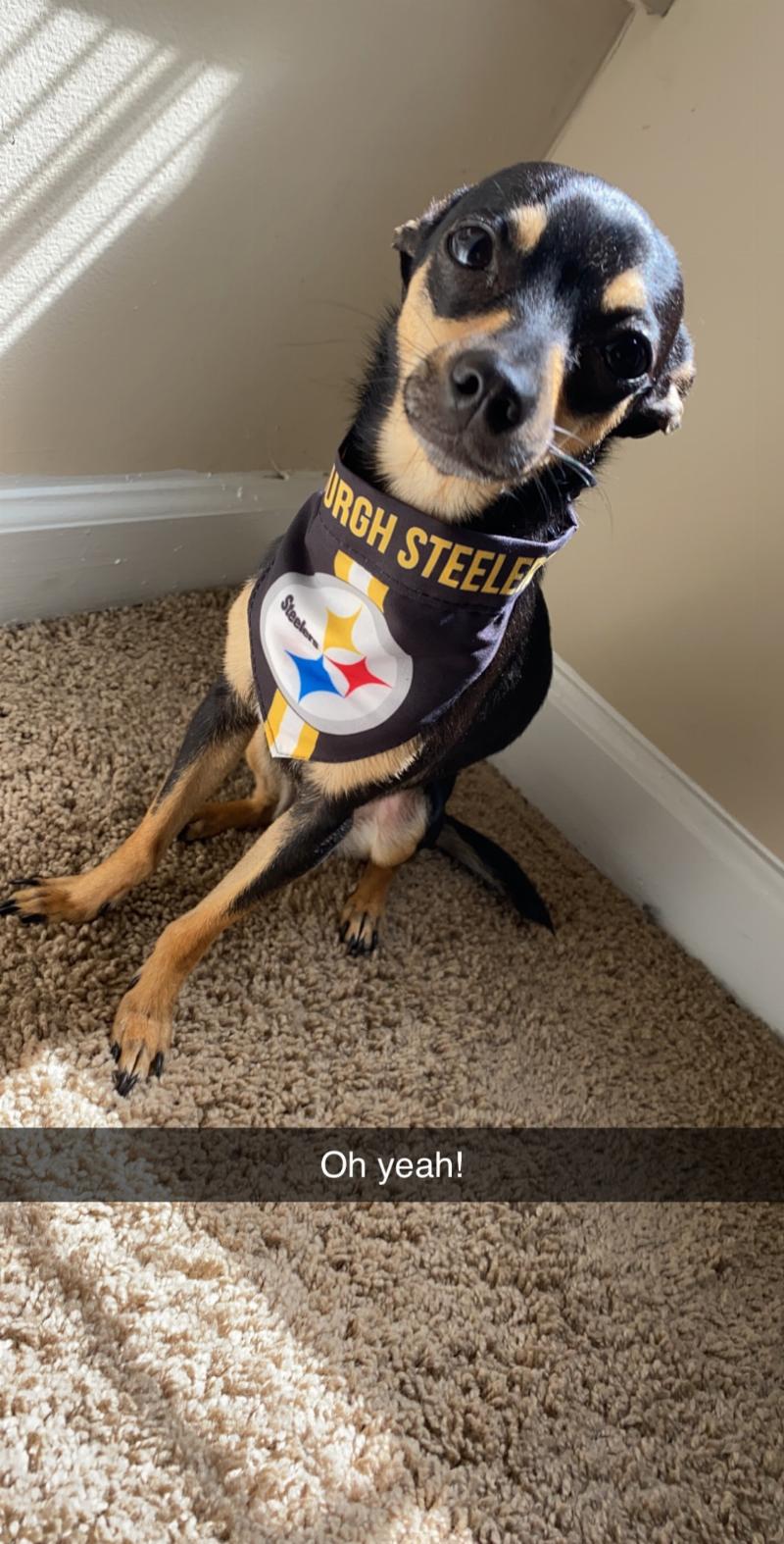 Bootz with Steelers bandanna | Official ADA Service Dog Registry Site