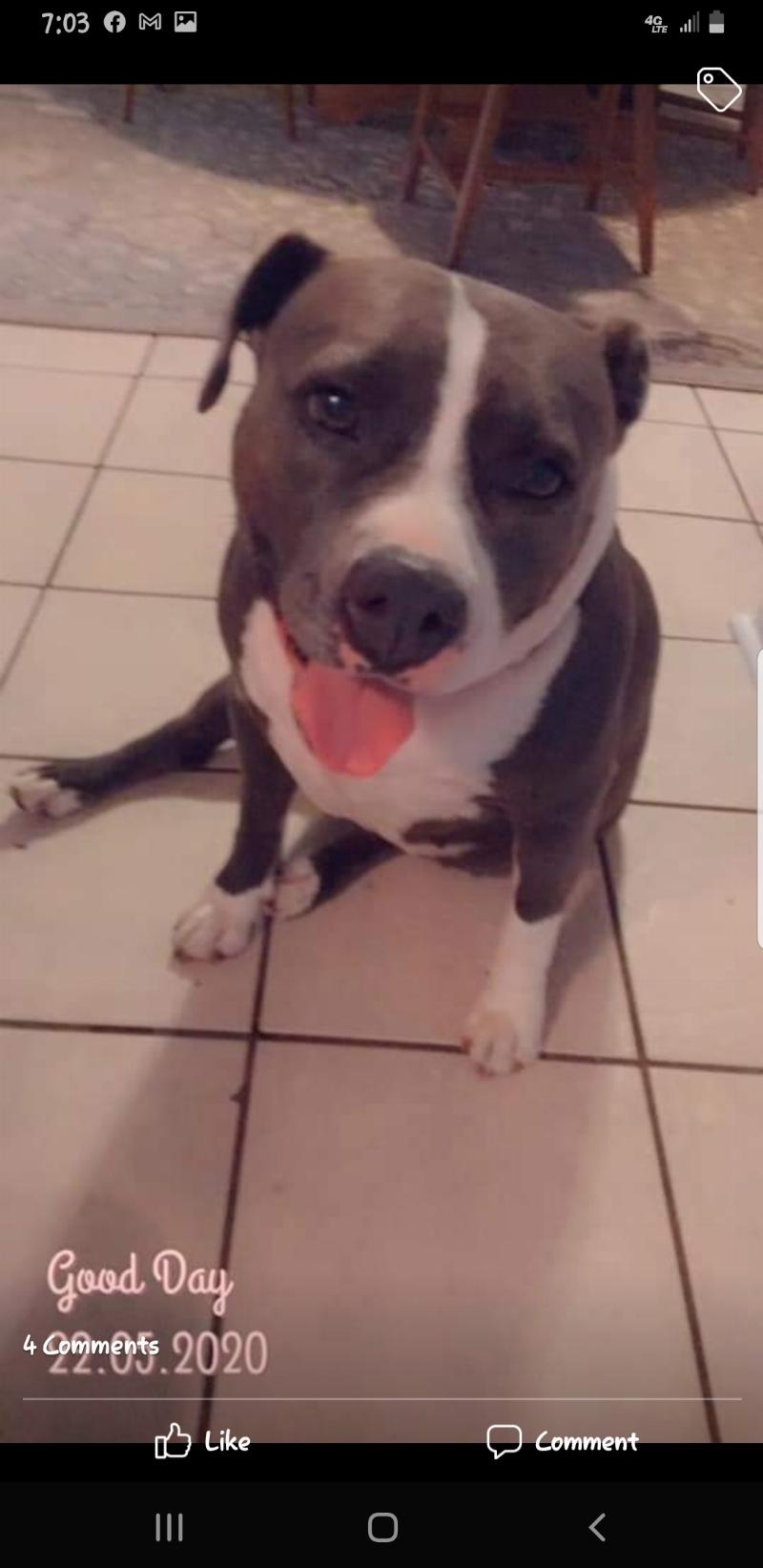 Mindy the Support Shadow | Official ADA Service Dog Registry Site