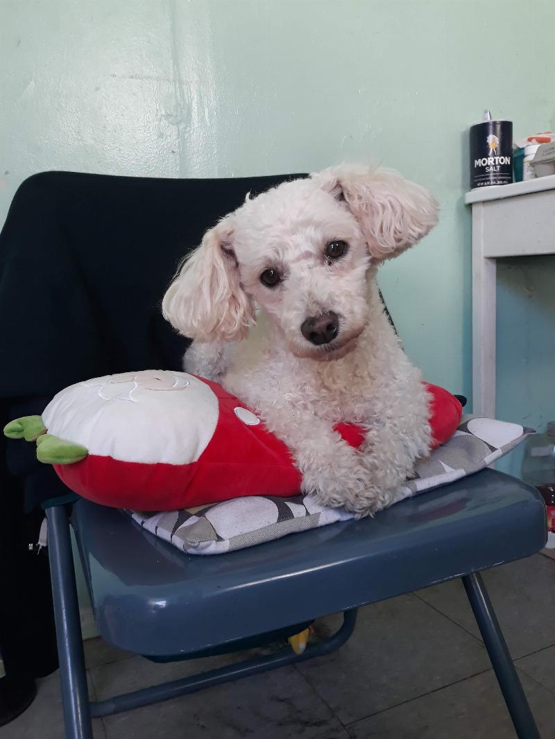 ?my favorite dog in the world the family dog? | Official ADA Service ...