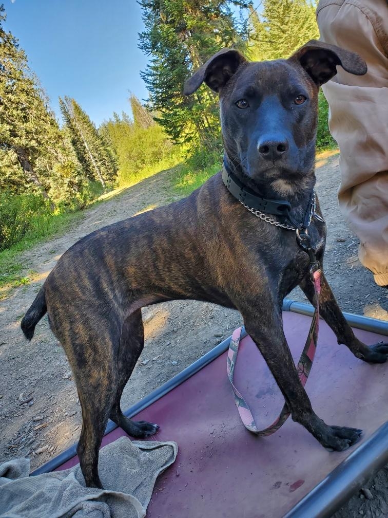 Camping with the family - Official ADA Service Dog Registry Site