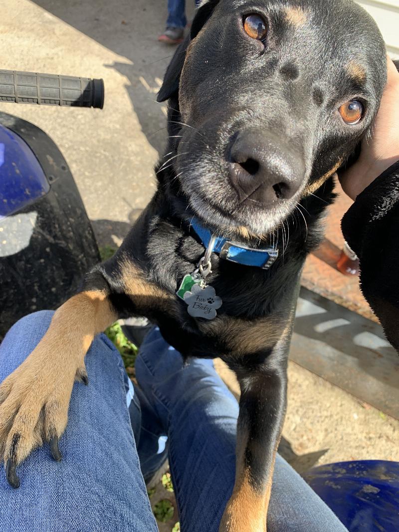 My favorite boy in the world! - Official ADA Service Dog Registry Site