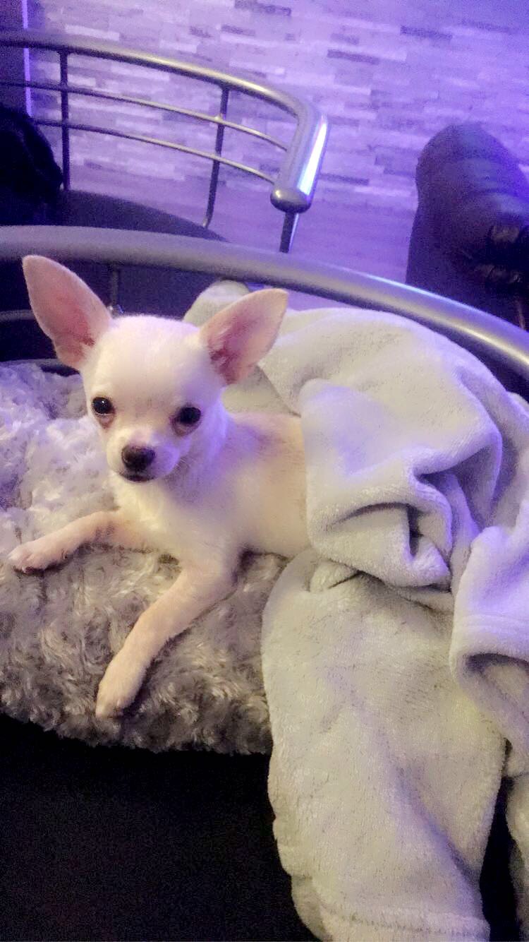 Cholo as a puppy | Official ADA Service Dog Registry Site