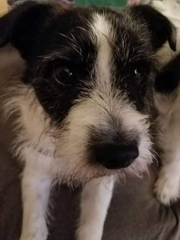 Chewy PTSD ID card - Official ADA Service Dog Registry Site