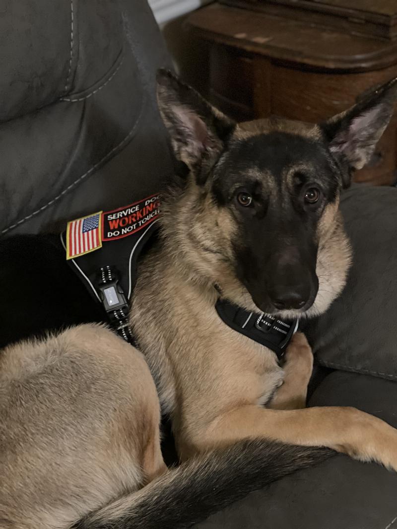 Bear-Medical Stability and Wheelchair Guidance Trained Service Dog ...