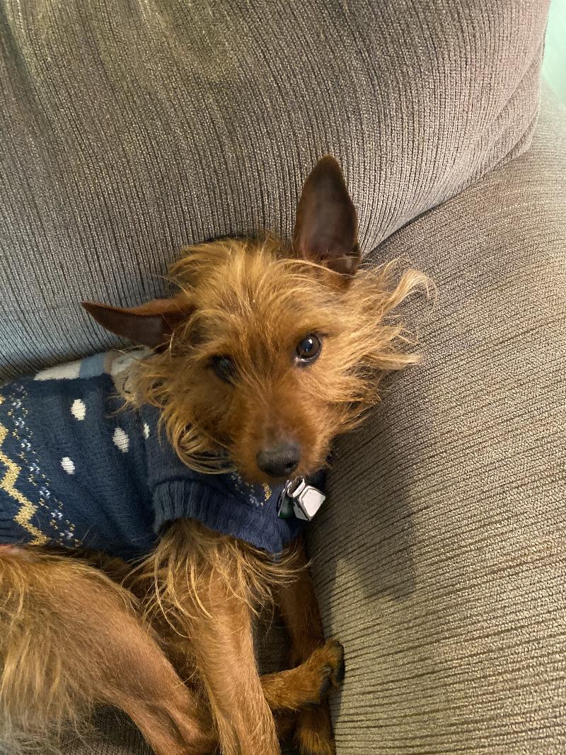 Mr Oreo enjoying time with mom | Official ADA Service Dog Registry Site