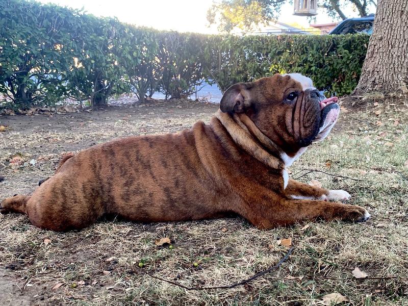 My hero, Angus Kong | Official ADA Service Dog Registry Site