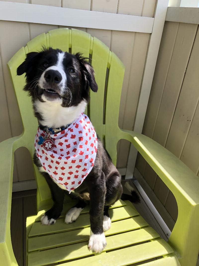 Jax on Canada Day - Official ADA Service Dog Registry Site