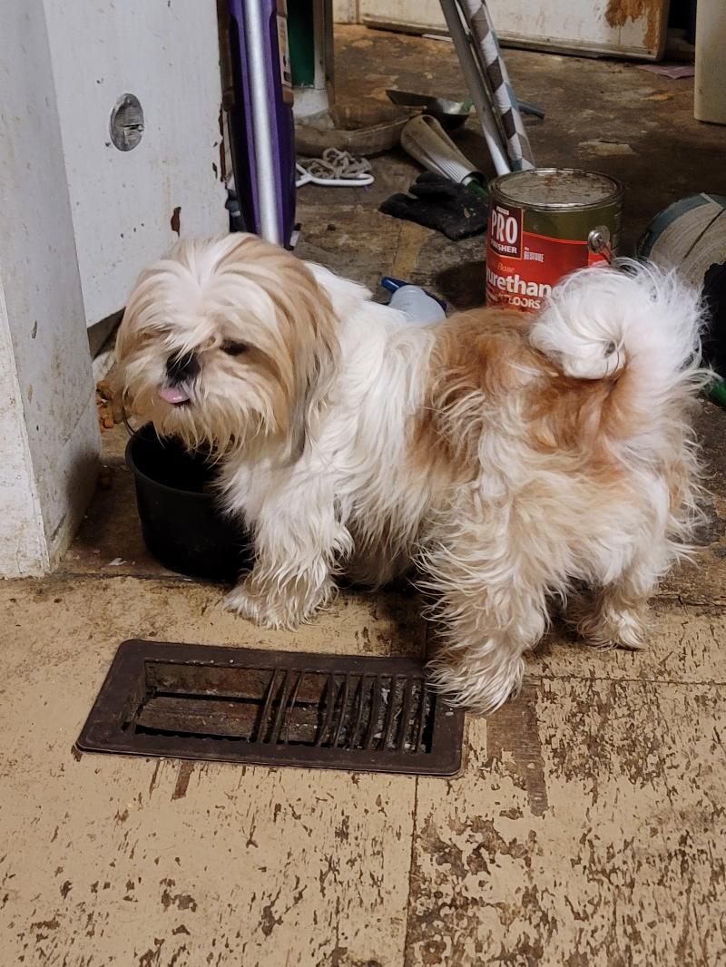 Side view of Gidget von Digit | Official ADA Service Dog Registry Site