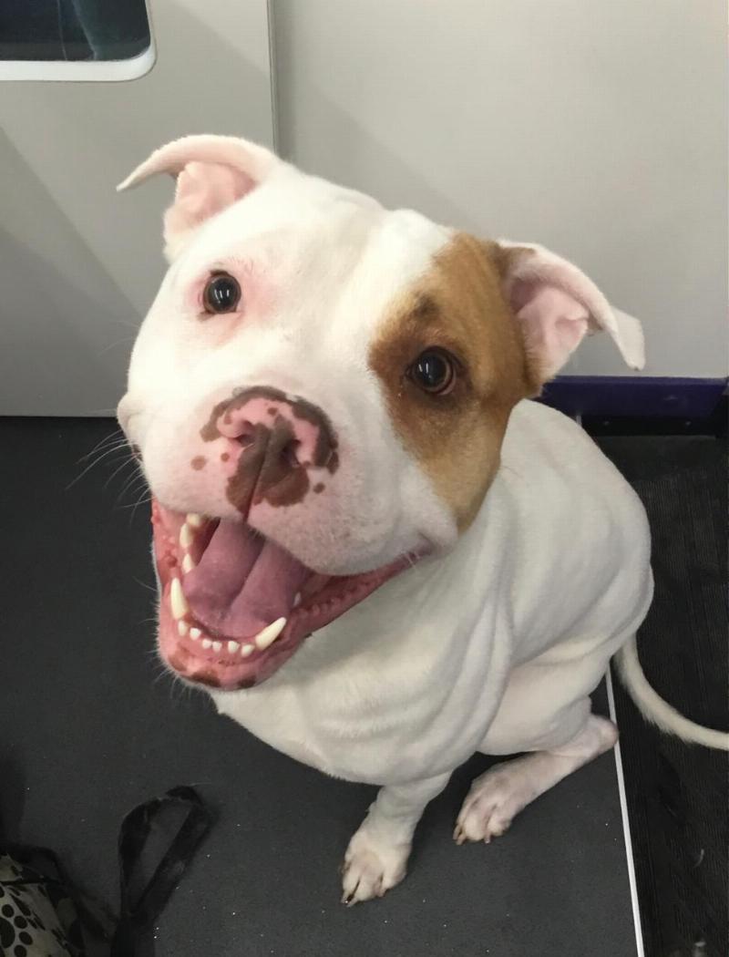 Dodger pictures. - Official ADA Service Dog Registry Site