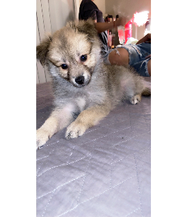 Emotional Support Dog Registration for Benjie - Pomeranian mixed ...